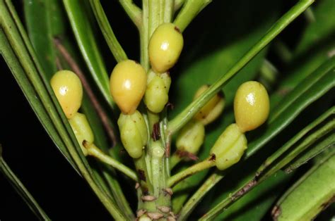 Podocarpus Species Podocarpaceae