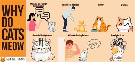 Cat Meow Meaning Types And Correcting Excessive Vocalization