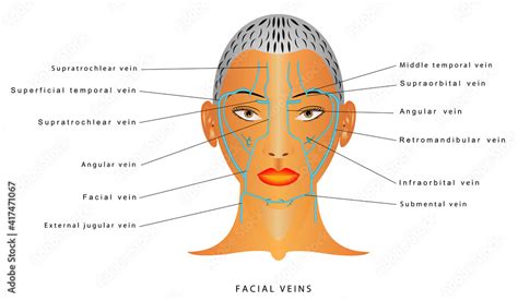 Facial Veins Venous Drainage Of Face Human Facial Veins Stock Vector