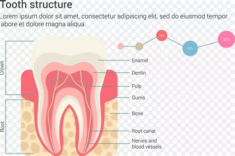 牙齿结构信息图表矢量素材png图片素材下载图片编号yxobjgoq 免抠素材网