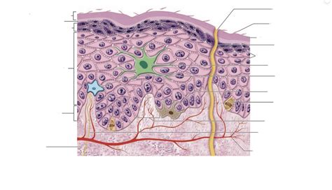 62 Strata And Cell Types Of The Epidermis Diagram Quizlet