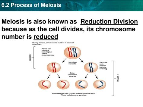 Ppt Meiosis The Process Of Haploid Cell Production Powerpoint