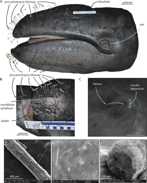 Gross Morphology Of The Head Of Eschrichtius Robustus Sdnhm 25307
