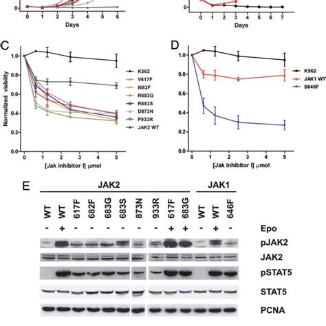 Primary Structure Of Jak1 Jak2 And Jak3 Showing The Location Of