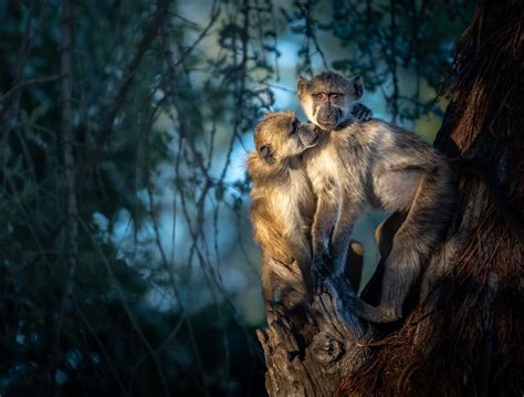 Brooke Bartleson Brookelittlebear Wildlife Photographer Based In The Us