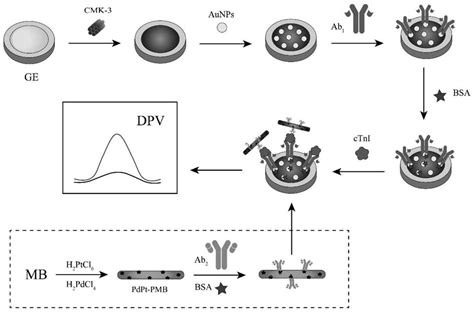 Immunosensor For Detecting Cardiac Troponin I As Well As Preparation Method And Application Of