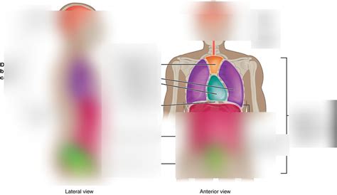Thoracic Cavity Labeling Diagram Quizlet