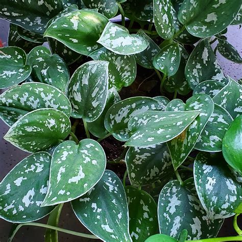 Package 4 Plant Examples Album On Imgur