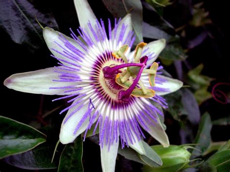 Pasiflora Passiflora Sp Jarabe Vita Plant