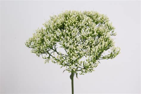 Trachelium White Lake Michigan Florasystem Žilina