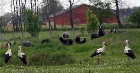 Storke Og Får Side Om Side Ved Nørager