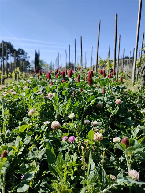 2022 Cornas Beaune Imports