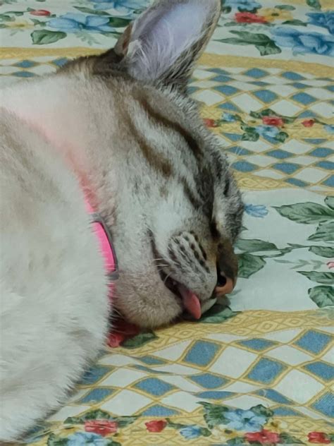 Sleepy Blep R Blep