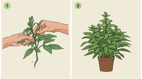Nephthytis Plant Care Syngonium Essential Indoor Guide For Beginners