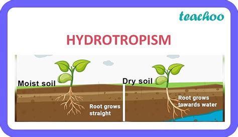 Tropic Movements Types Examples With Images Teachoo Class 10