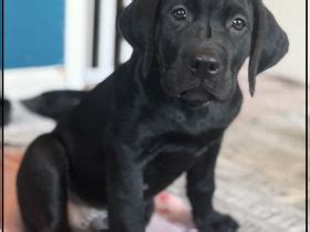 Boerboel Mix Welpen Tiermarkt In Deutschland Snautzde