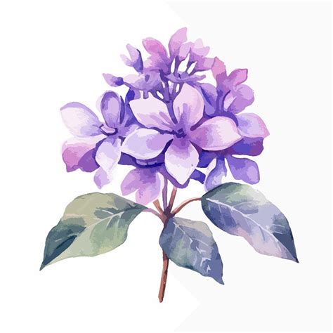 Ilustración Artística En Acuarela De Una Delicada Lila Vector Premium