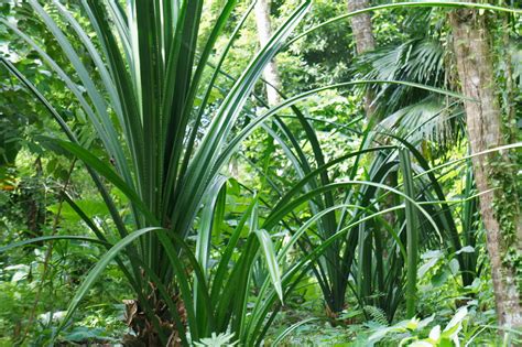 Pandanus Simplex Pandanaceae