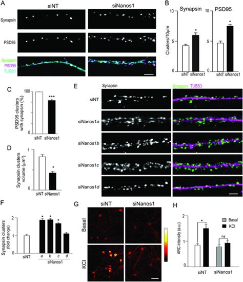 Drosophila Melanogaster Plos One