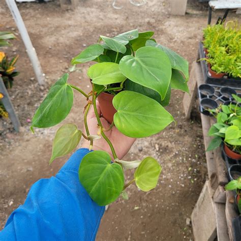 Philodendron Cordatum Heart Leaf Philodendron Hederaceum Vining