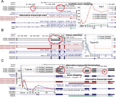 Liver Development Plos One