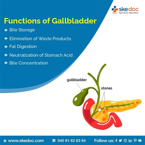 Functions Of Gallbladder