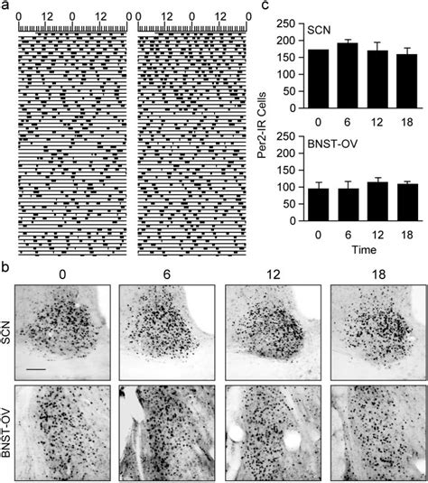 Constant Light Housing Disrupts Circadian Activity Rhythms And