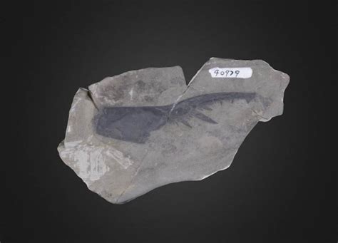 Pterygotus Eurypterid Free 3d Model On