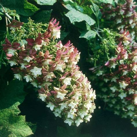 Oakleaf Hydrangea How To Grow And Care For Hydrangea Quercifolia