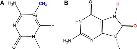 Chemical Modifications Of Cytosine And Guanine A Mc B Oxog The Download Scientific