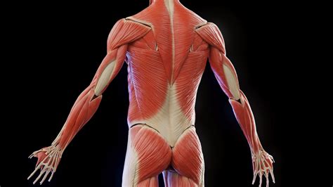 3d Human Male Muscular System Turbosquid 2015240