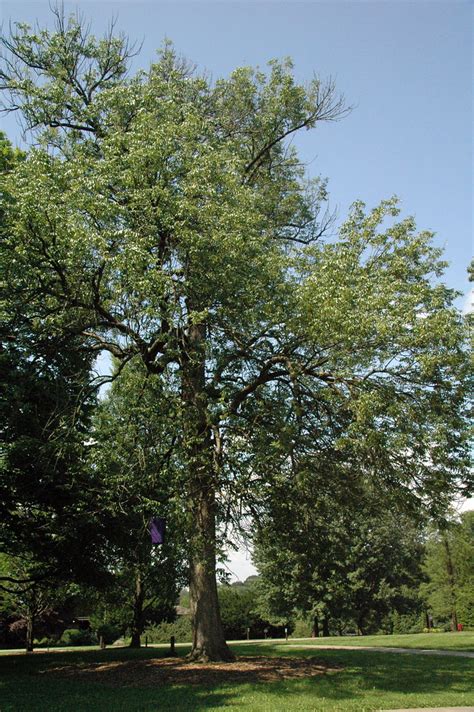 Fraxinus Quadrangulata Blue Ash Tree 1 Fraxinus Quadrang… Flickr