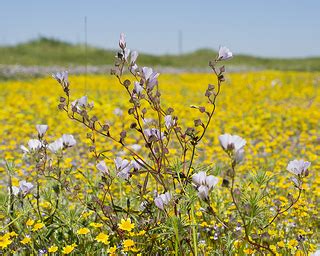 Californias Vernal Pools