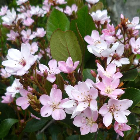 Rhaphiolepis Raphiolepis Indian Hawthorn Queensland Gardening Pages