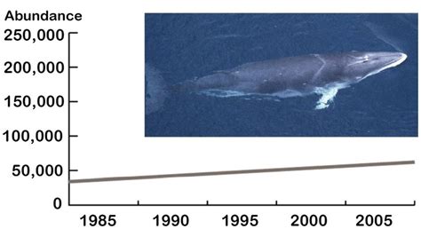 Antarctic Whales Insights From Decades Of Research Japan Forward