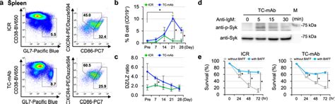 Analysis Of Spleen Cells In Immune System Stimulation A Flow Cytometry