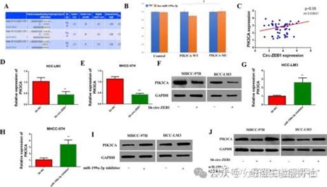 双荧光素酶实验 高分文章的案例解析 知乎