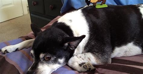 Tiny Conquering Nanoblock Bison With Lexi For Scale Imgur