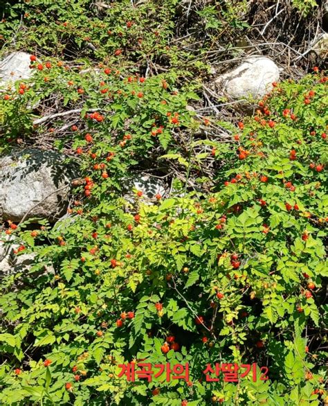 산딸기2 공지사항 서당골사랑방