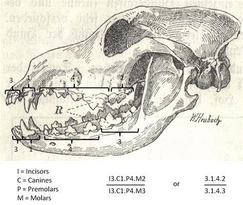 Episode 88 Evolution Of Teeth The Common Descent Podcast