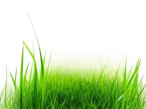 Premium Photo Green Grass On White Background Vector Photo