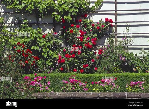 House Facade Trellis Climbing Plants Garden Flowers Detail Lives