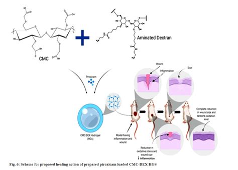 Fabrication And Evaluation Of Carboxy Methyl Cellulose Anchored Dextran Bioinspired Hydrogel For