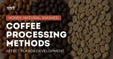 Honey Natural Washed How Coffee Processing Methods Affect Flavor