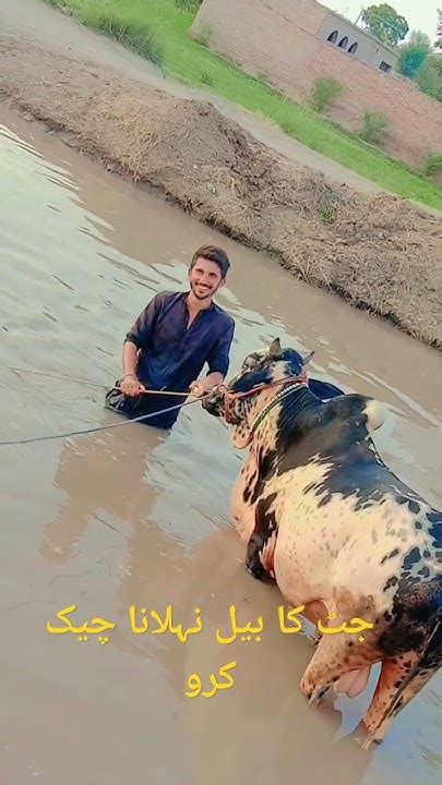 دیسی اور ولایتی بیل کی نسل کی پہچان Youtube