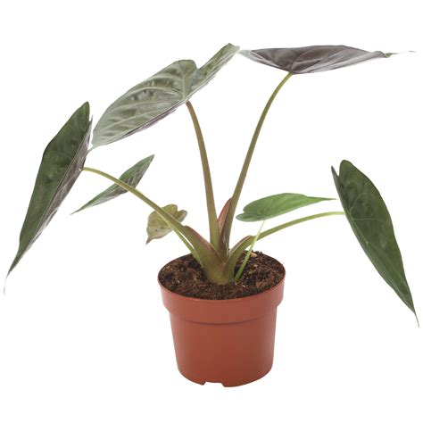 Alocasia Wentii 12 Cm Topf