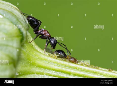 Aphids And Ants Symbiotic Relationship