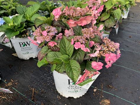 Hydrangea Tuff Stuff Red 3g • Cross Creek Nursery And Landscape