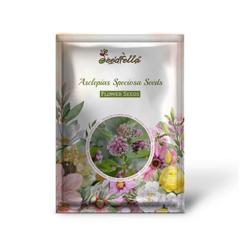 Asclepias Speciosa Milkweed Seeds For Planting Perfect For Monarchs