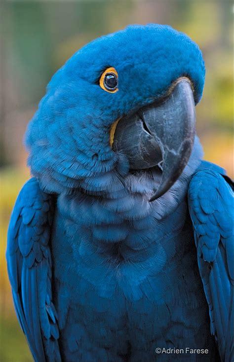 Hyacinth Macaw Anodorhynchus Hyacinthinus Birdwatching Inspiration